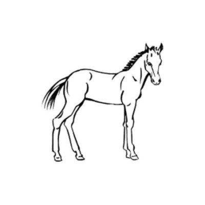 Foal Horse Stickers – Equine Decals (2-Pack)