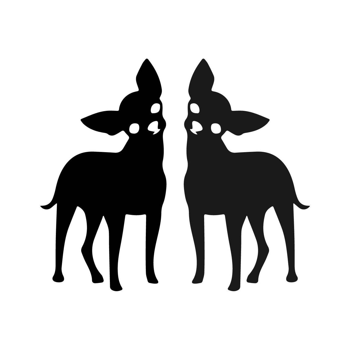 Buy Chihuahua Curious Dog Online
